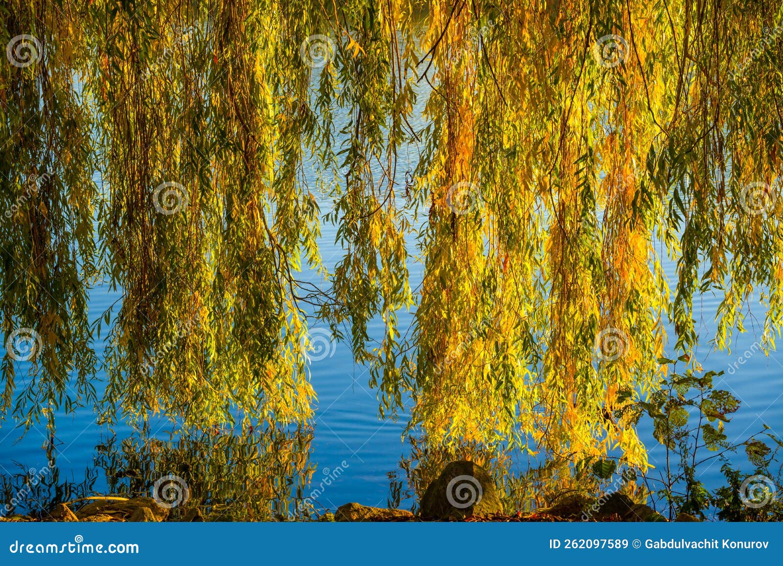 Sunlit Branches of Weeping Willow Over Water at Lake Stock Image ...