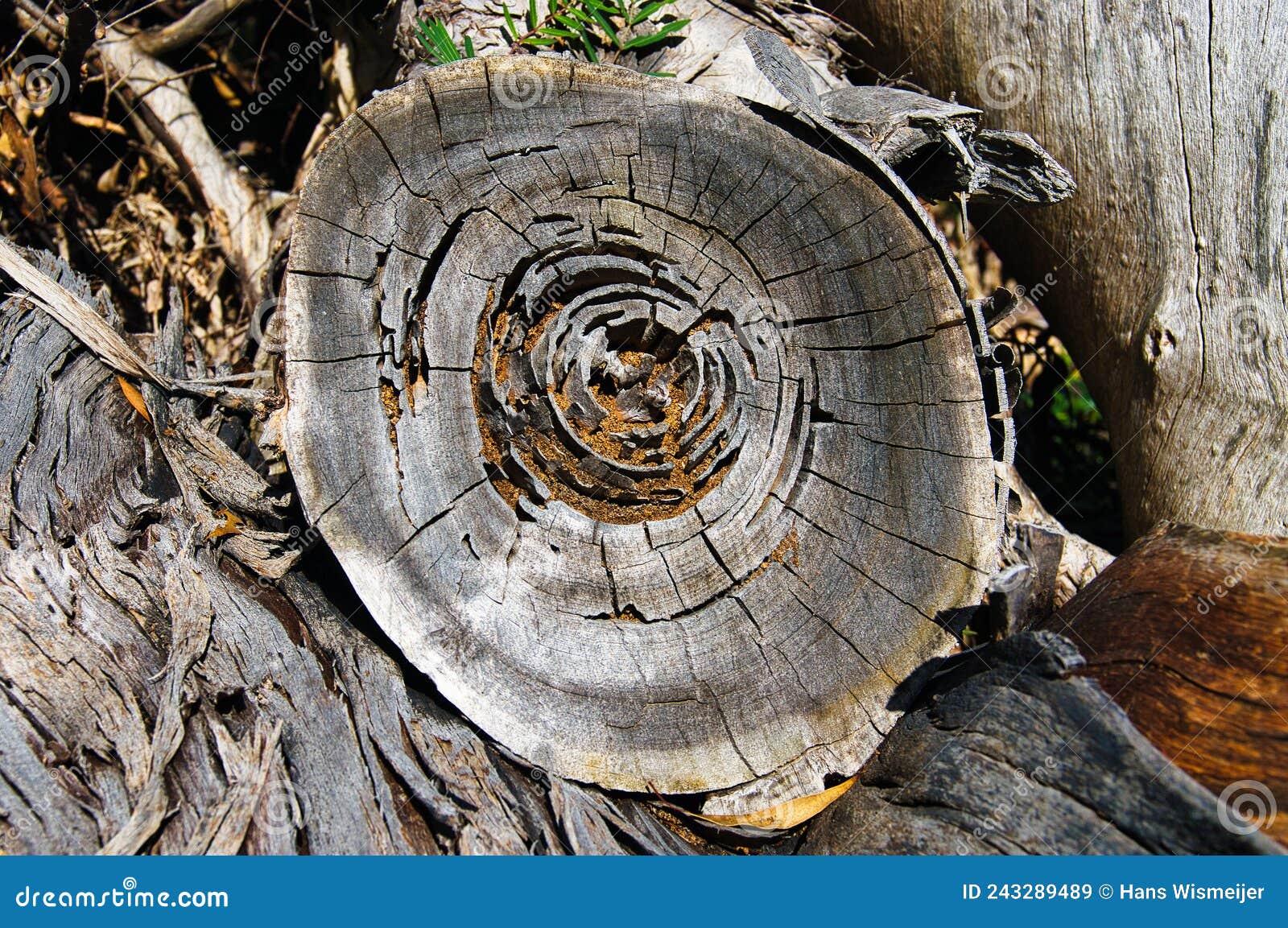 Natural Pattern of a Weathered Old Tree Stump Stock Image - Image of ...