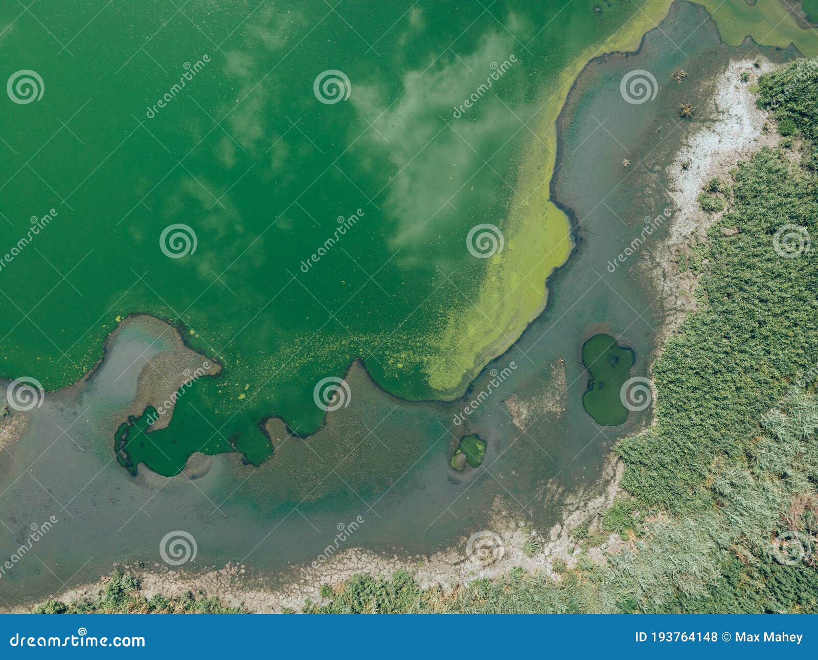 Natural Pattern of a Wetland. Green Water. Stock Photo - Image of ...
