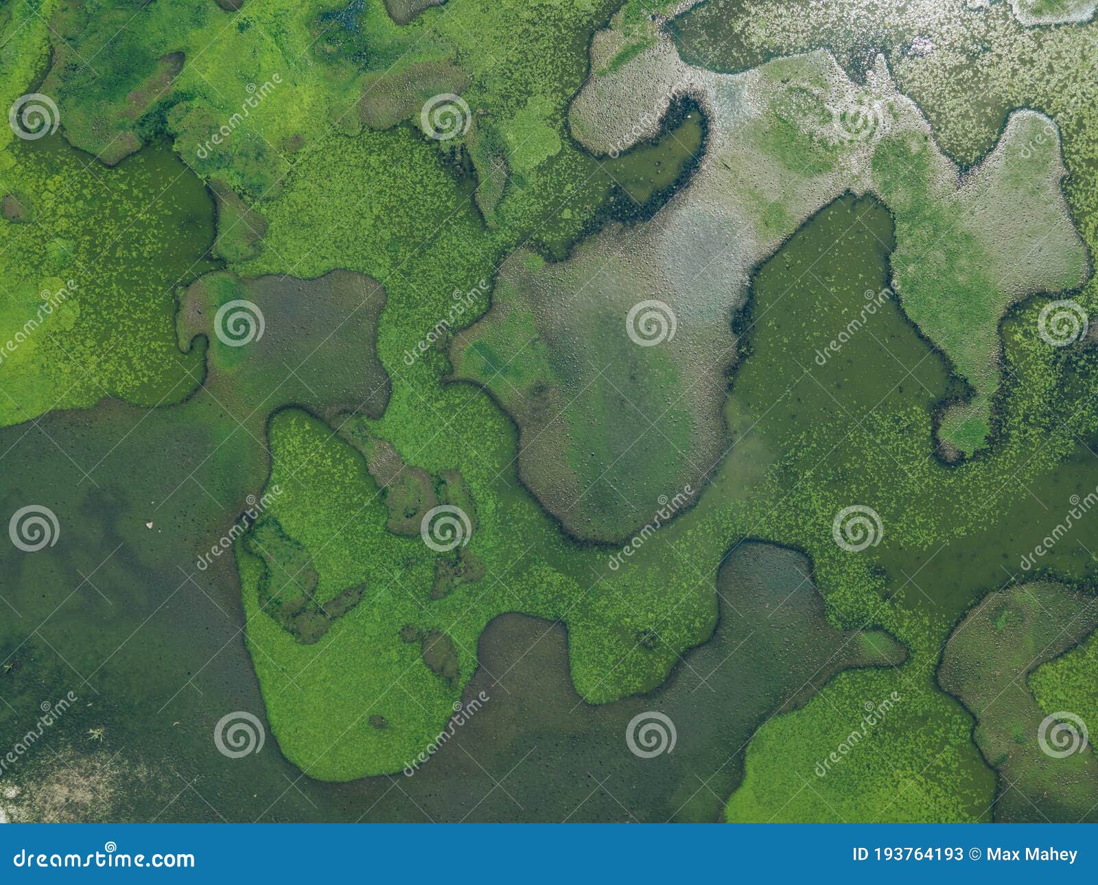 Natural Pattern of a Wetland. Green Water with Sun Reflection. Stock ...