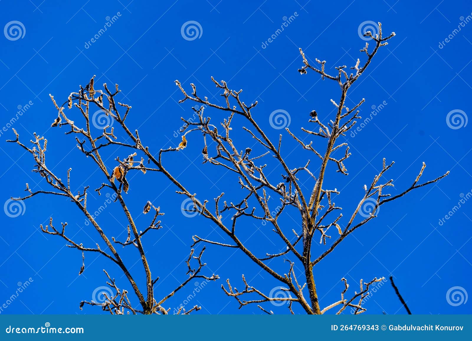 Hoar-covered Tree Twigs on Clear Blue Sky Background Stock Image ...