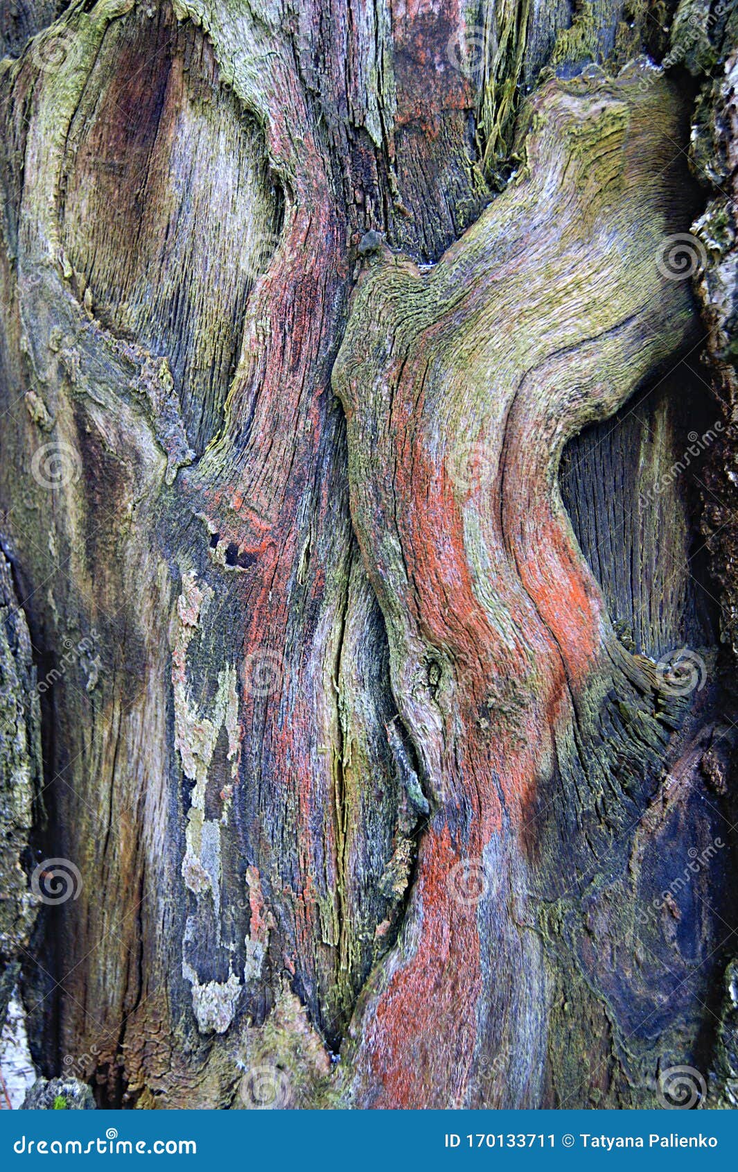 The Natural Pattern on the Wood. Stock Image - Image of pattern, colors ...