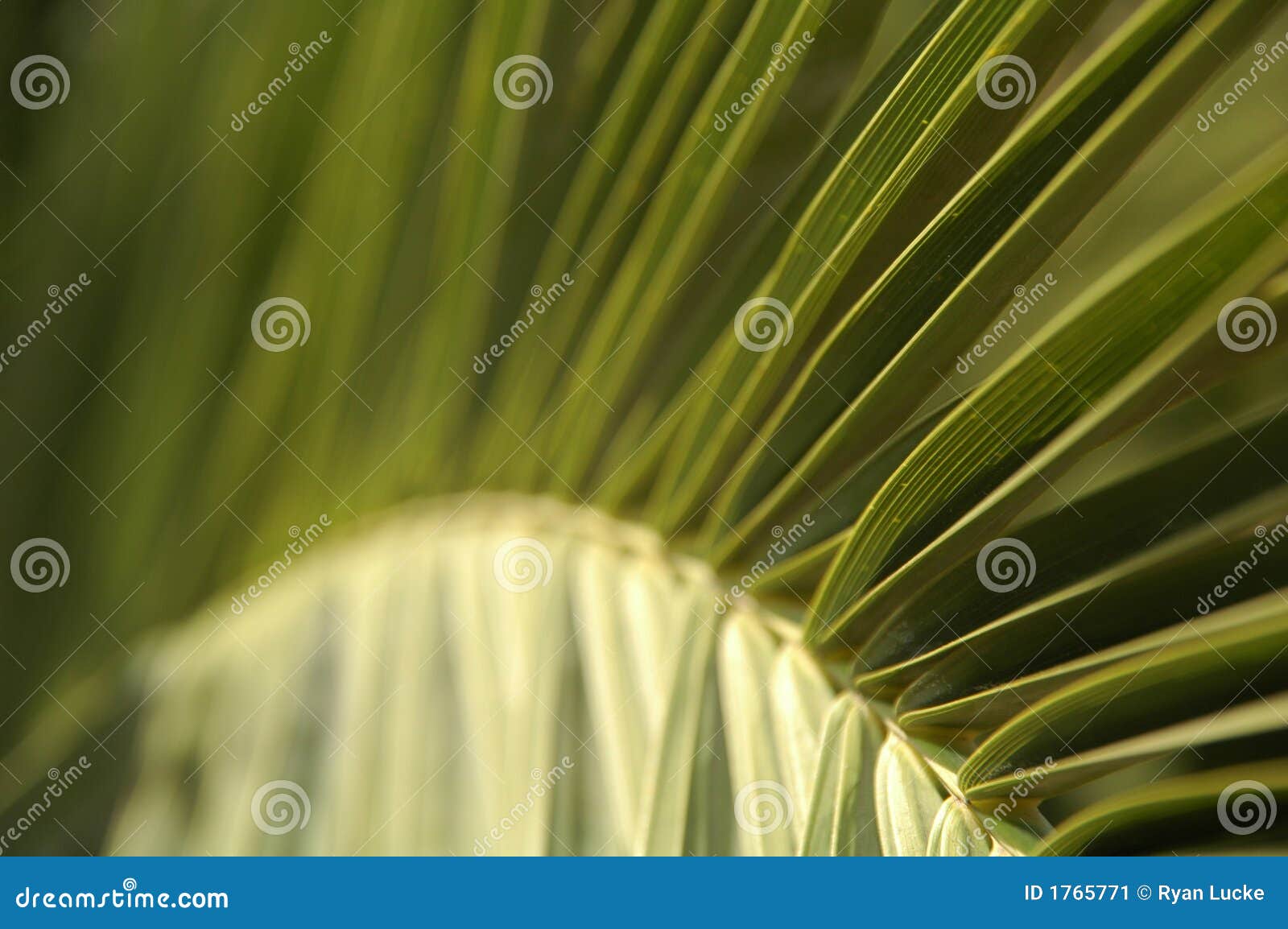 Natural patterns stock image. Image of plants, repeating - 1765771
