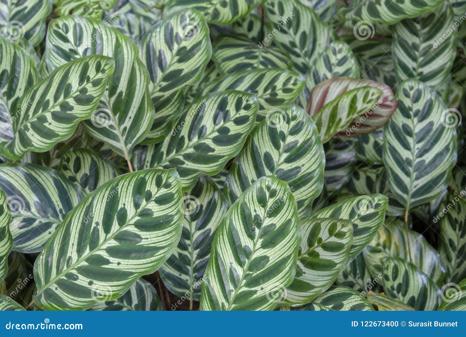 Natural Patterns Created by Trees. Stock Photo - Image of flower ...