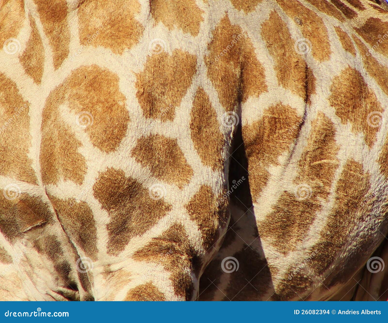 Natural Patterns - Giraffe stock photo. Image of africa - 26082394