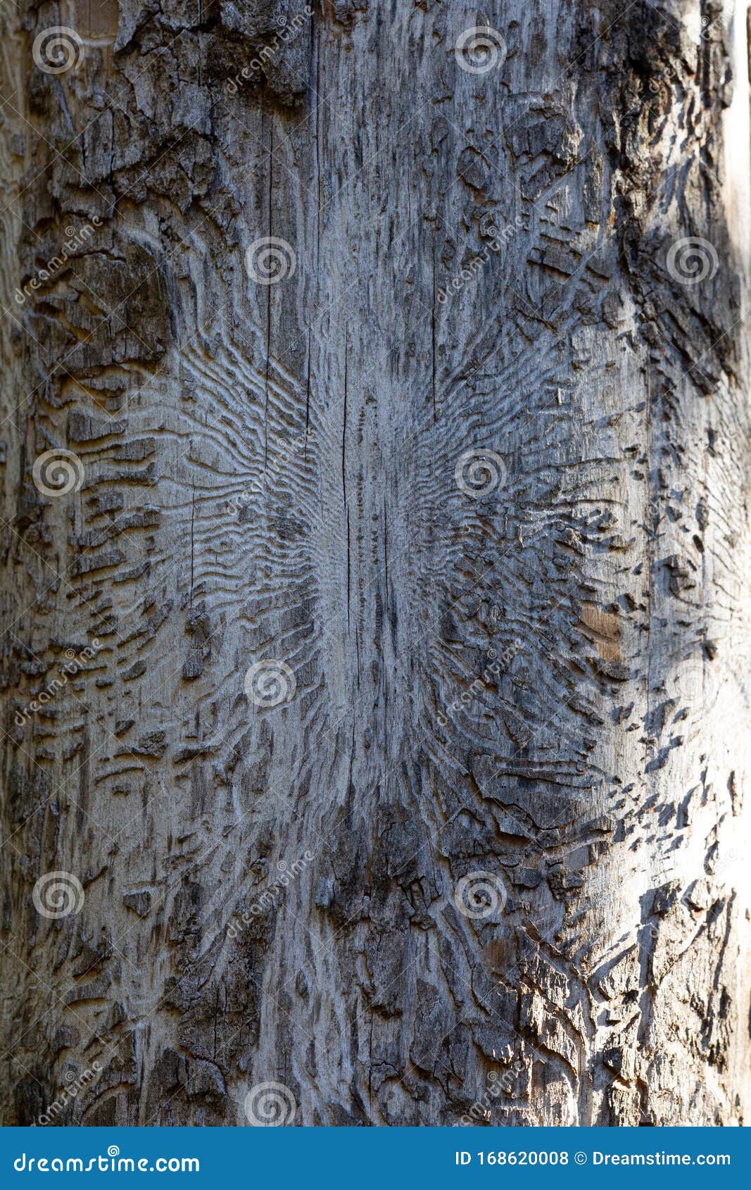 The Insect Is Red, With Patterns On Its Back In The Form Of Triangles ...