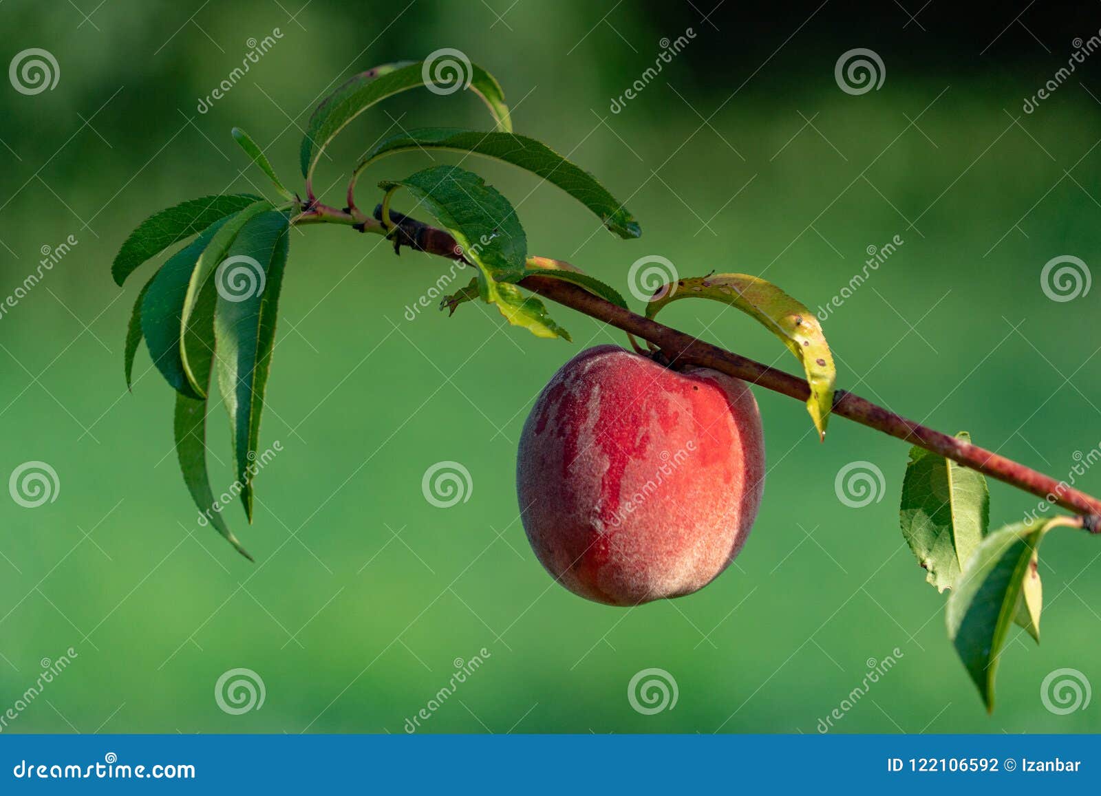 Natural peach on a tree stock photo. Image of nectarine - 122106592