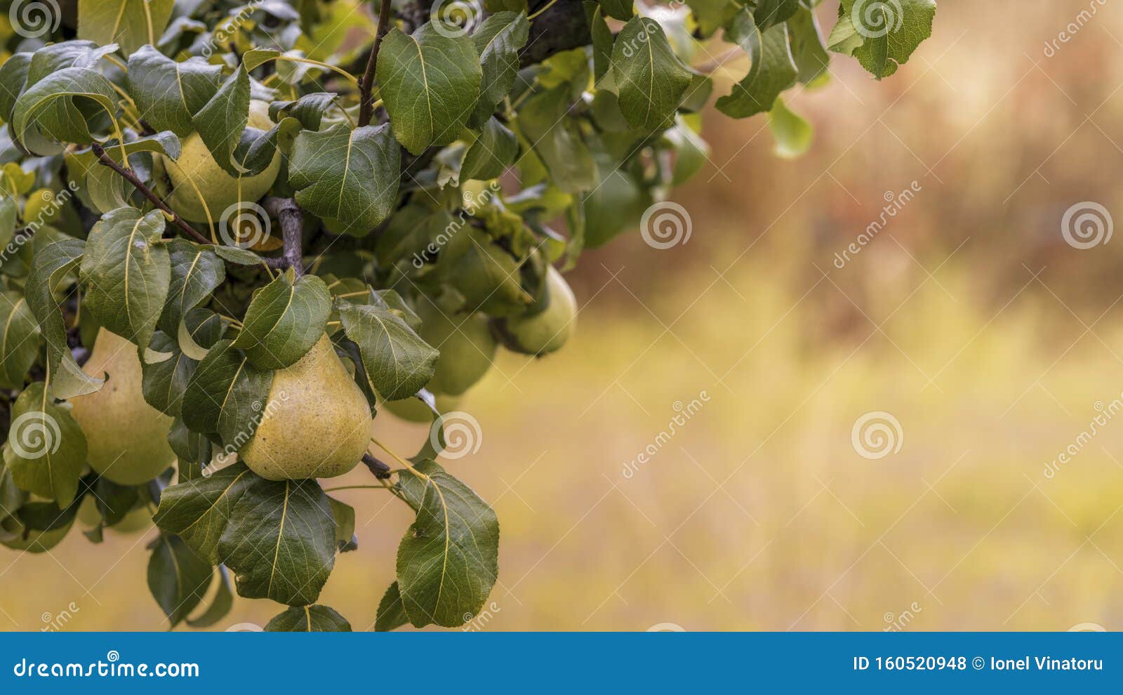 Natural Pears in the Garden Ready for Harvest at Dawn Stock Photo ...