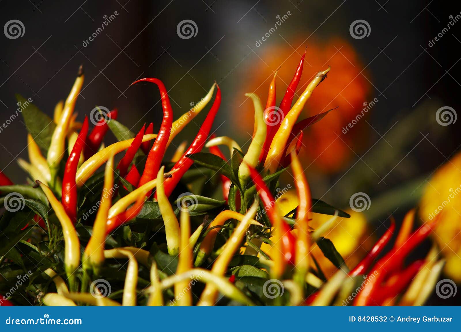 Natural pepper stock photo. Image of fresh, bright, growing - 8428532