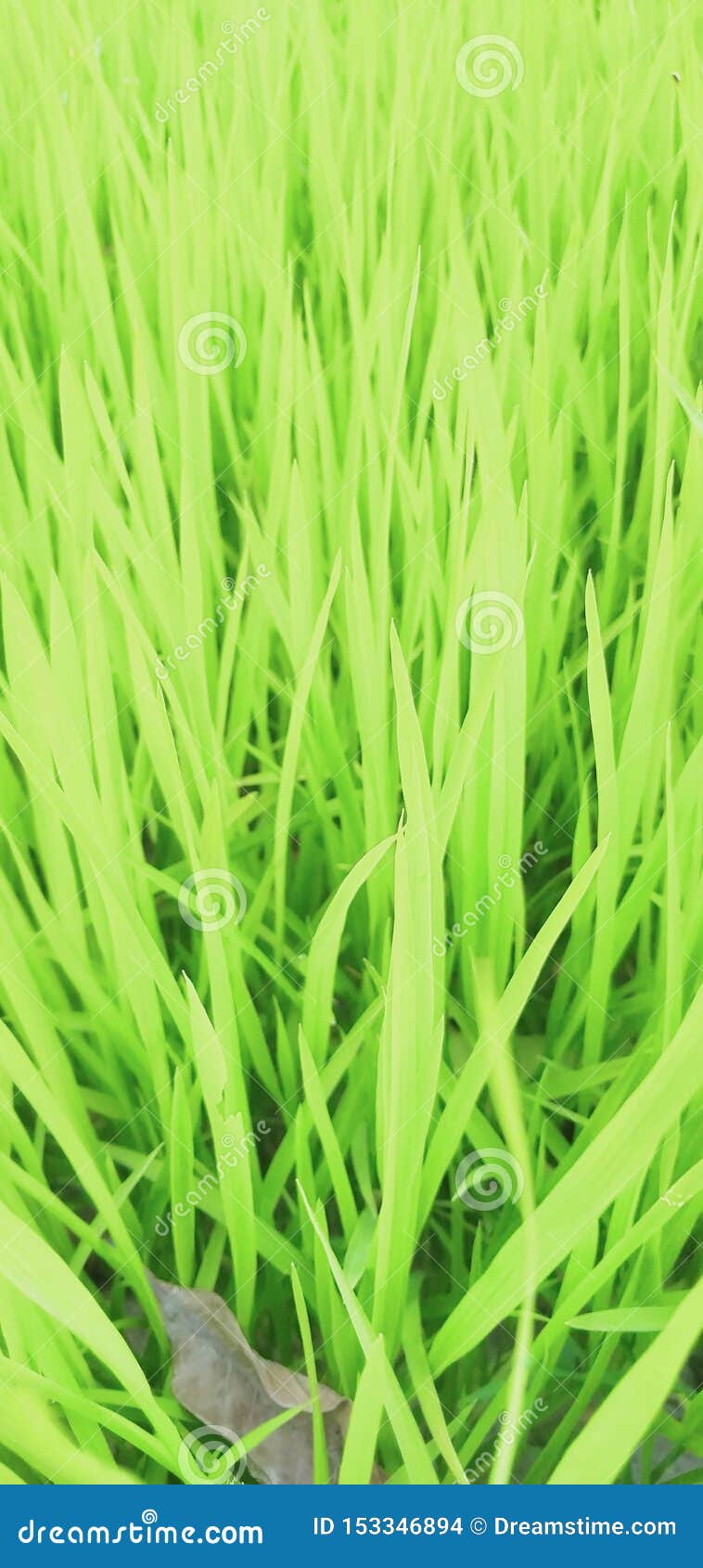 Natural Photos of Indian Field Stock Photo - Image of indian, grass ...