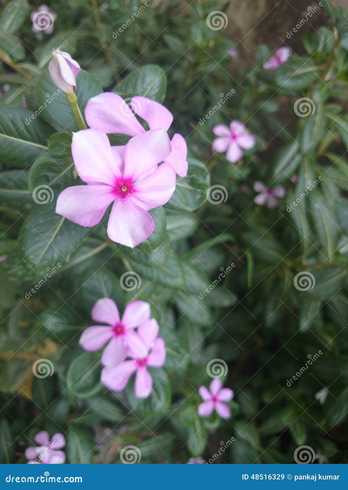 Natural pic of flowers stock image. Image of flowers - 48516329