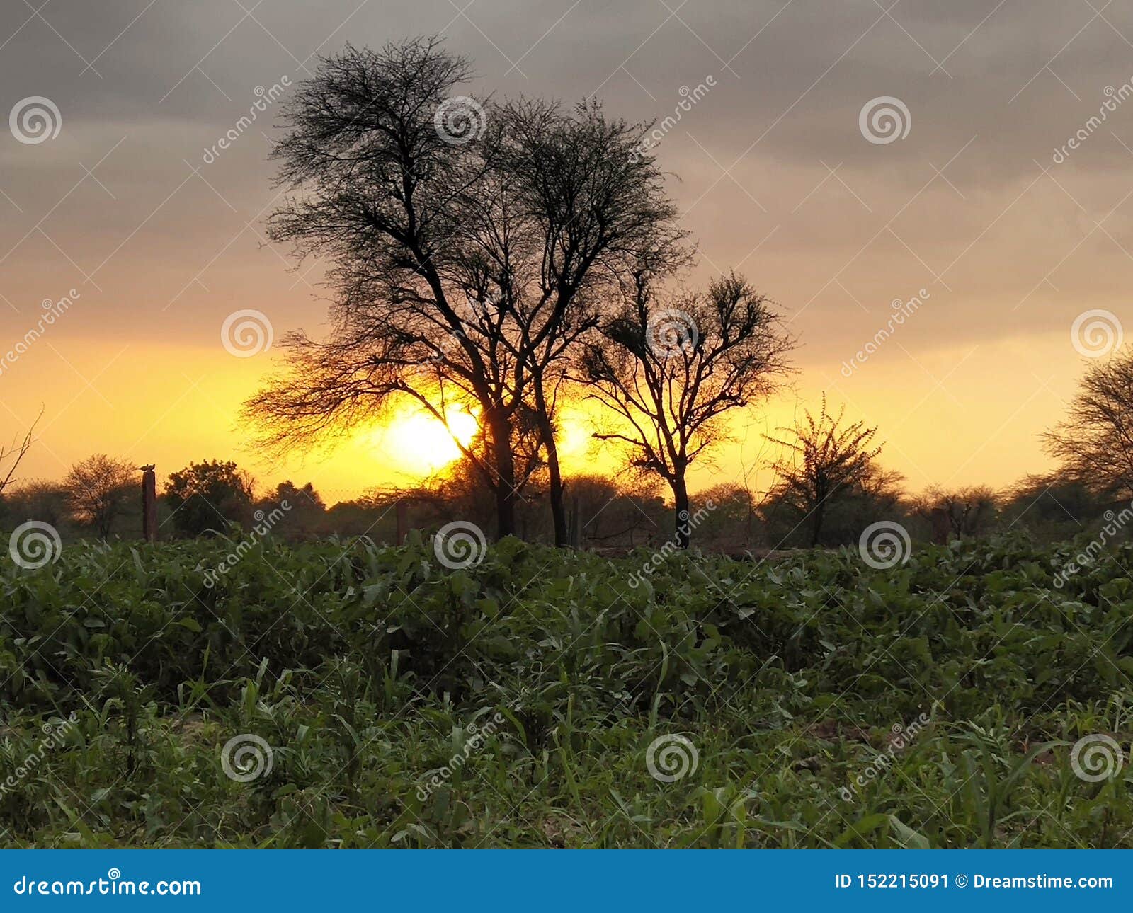 Natural pic, sun light stock image. Image of suhanamosam33 - 152215091