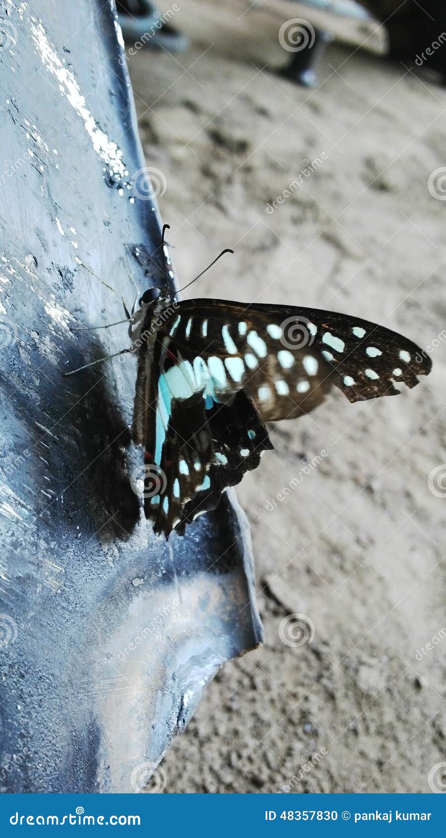 Animal stock photo. Image of aaaaa, animal, aaaaaa, nature - 48357830