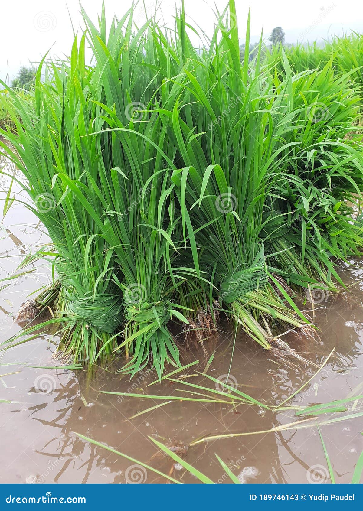 Natural Picture of Paddy Plant Stock Image - Image of nature, natural ...