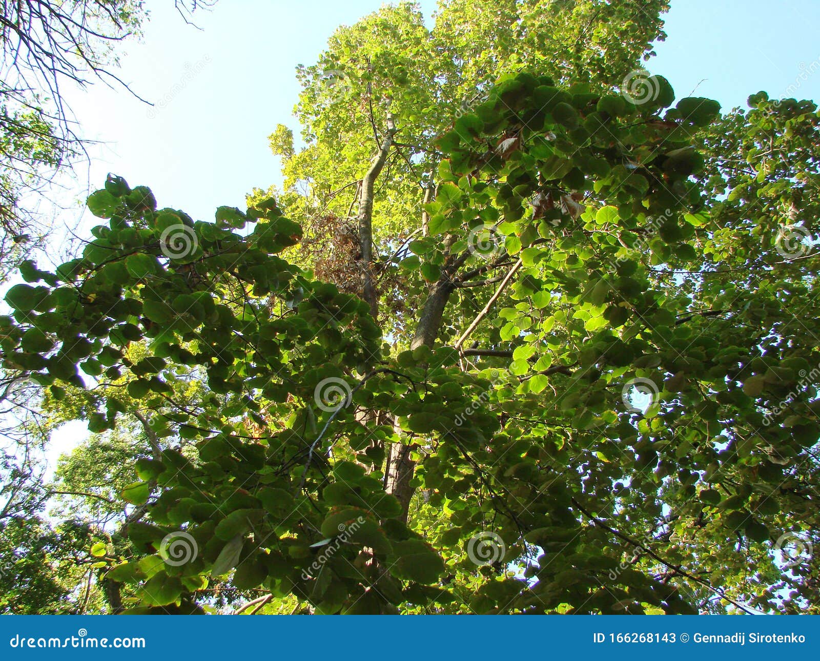 The Unique Forest Landscape and the Diversity of Trees and Plants in ...