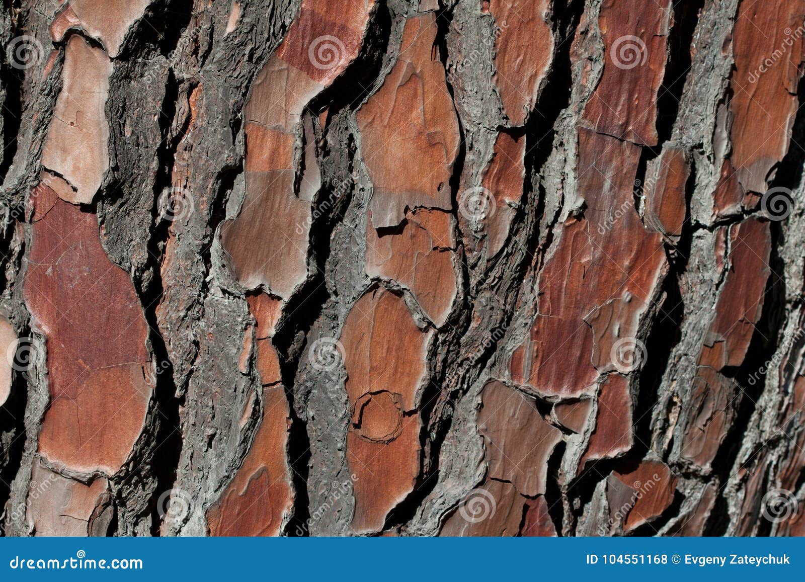 Natural Pine Tree Bark Pattern Stock Photo - Image of close, forest ...