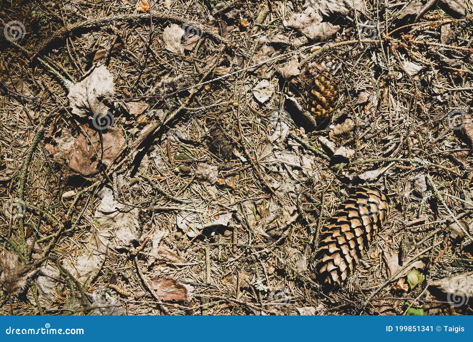 Natural pine forest ground stock image. Image of branch - 199851341