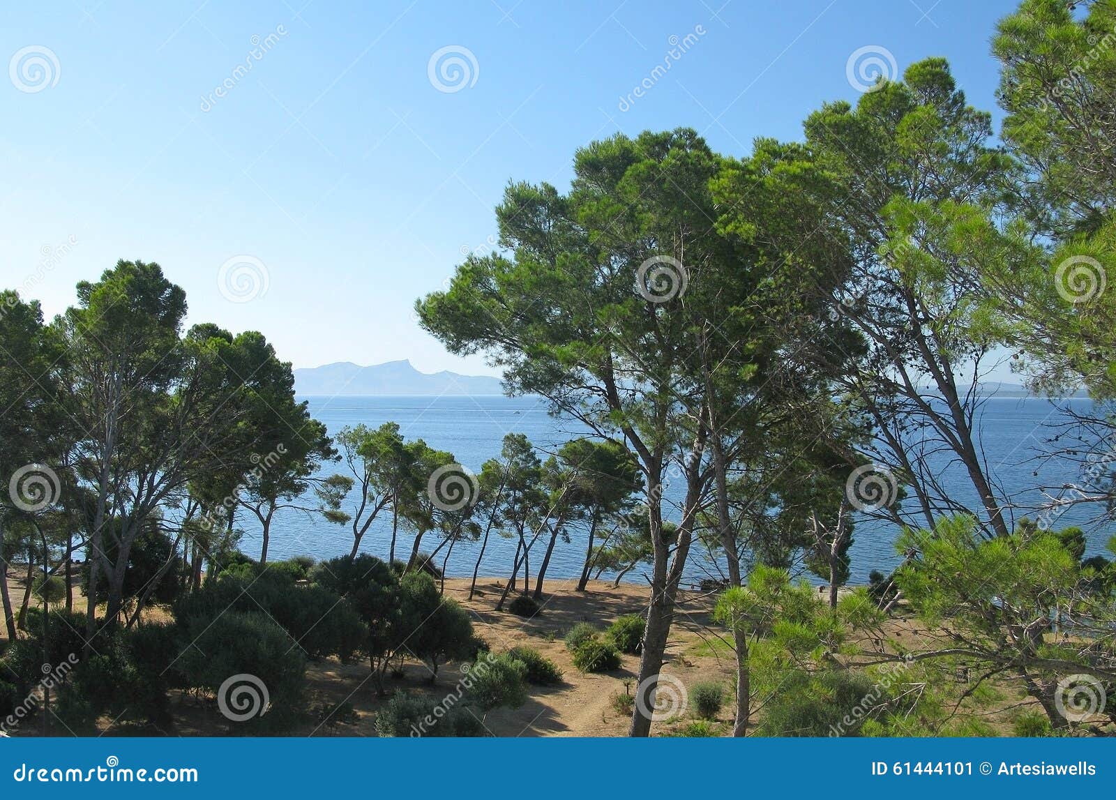 Natural Pine Forest Mallorca Stock Image - Image of wild, green: 61444101