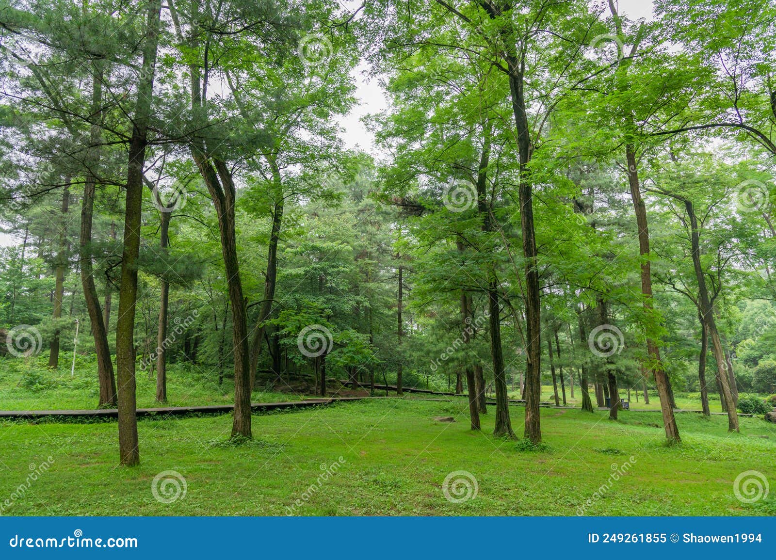 Natural Pine Forest stock image. Image of sunshine, ground - 249261855