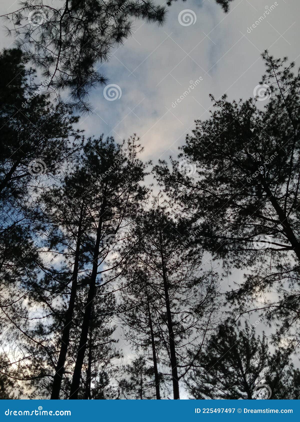 Natural pine tree mount stock image. Image of pine, view - 225497497