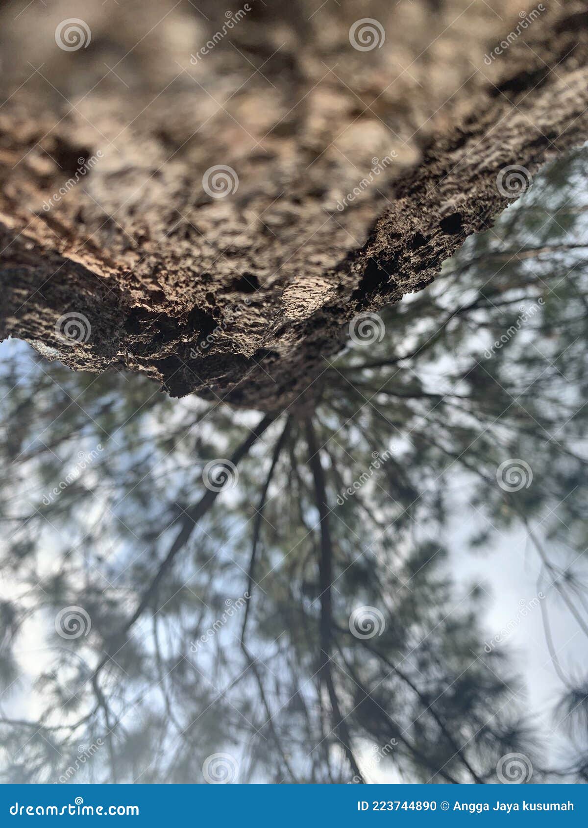 Natural Pine Tree Seen from Below Stock Photo - Image of pinus, tree ...