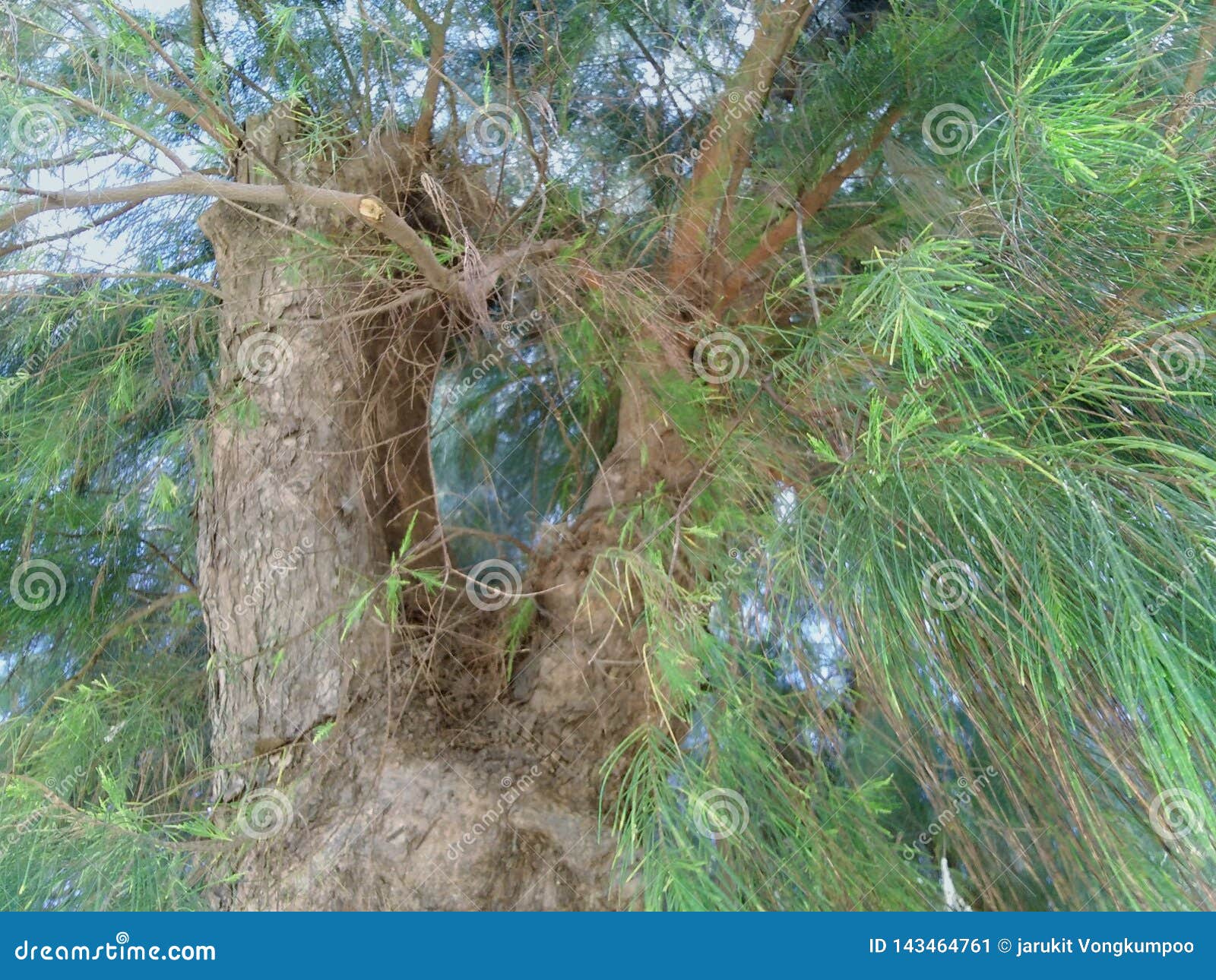 Natural Pine Trees, Beautiful Green Pine Trees Stock Image - Image of ...