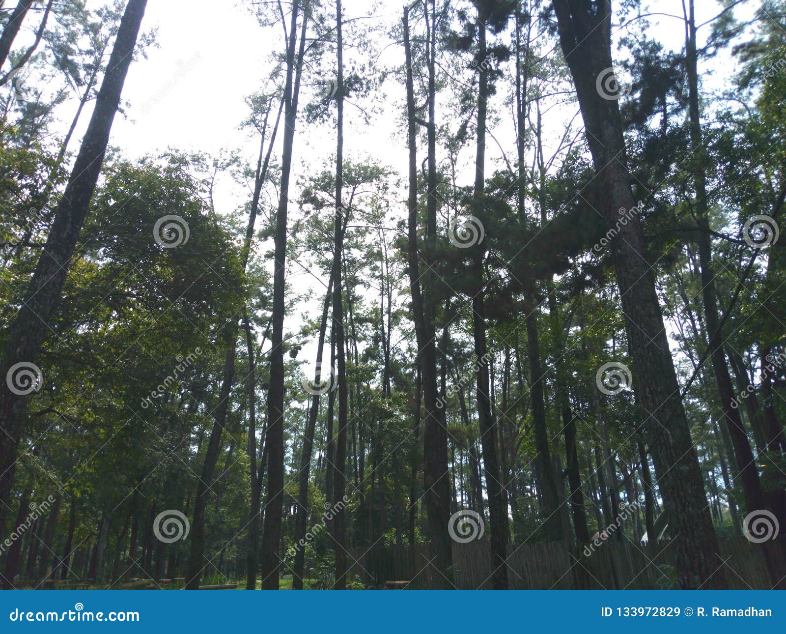 Natural pine trees stock image. Image of shadows, beauty - 133972829