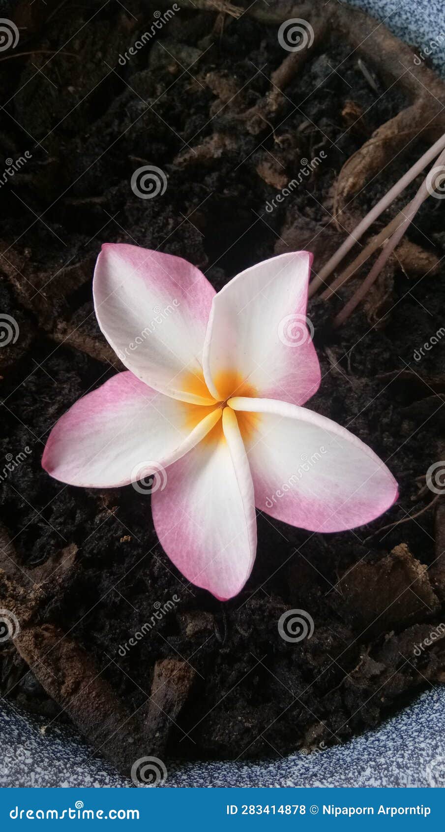 Beautiful Pink Petal Fall on the Ground Stock Photo - Image of ground ...