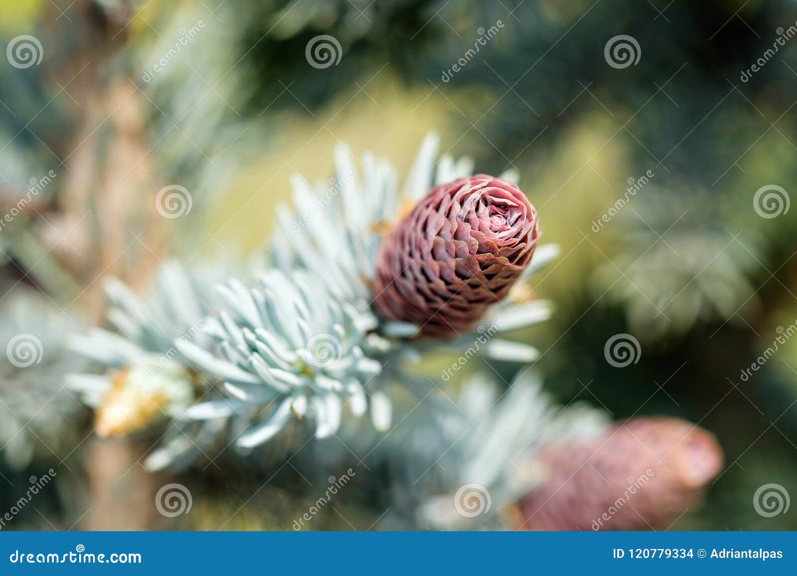 Natural Pink Conifer stock photo. Image of needles, macro - 120779334