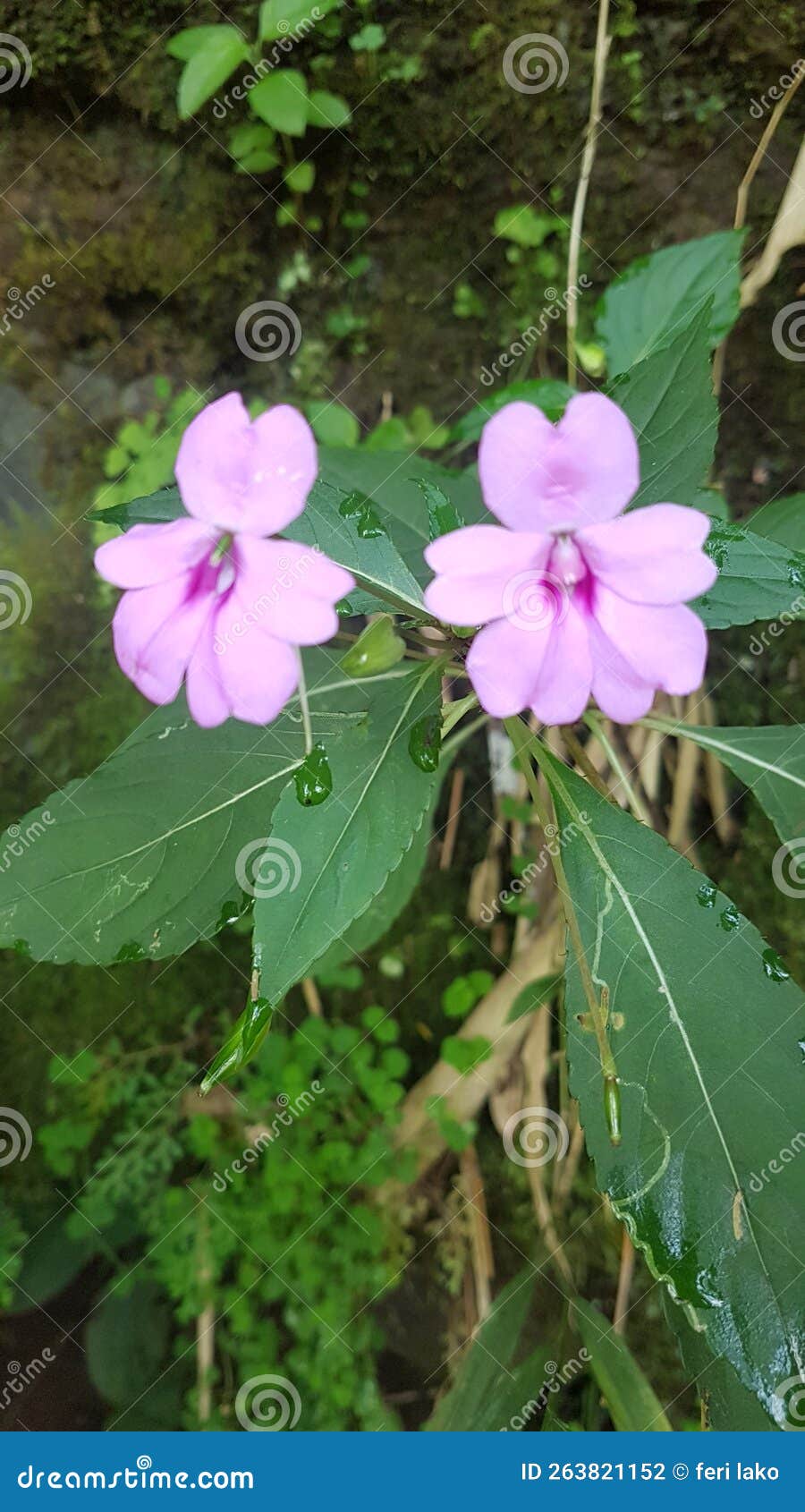 Natural pink flo stock photo. Image of meadow, shrub - 263821152