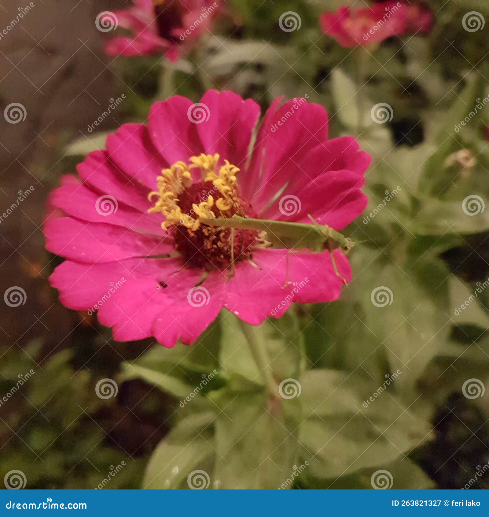 Natural pink flo stock image. Image of plant, petal - 263821327