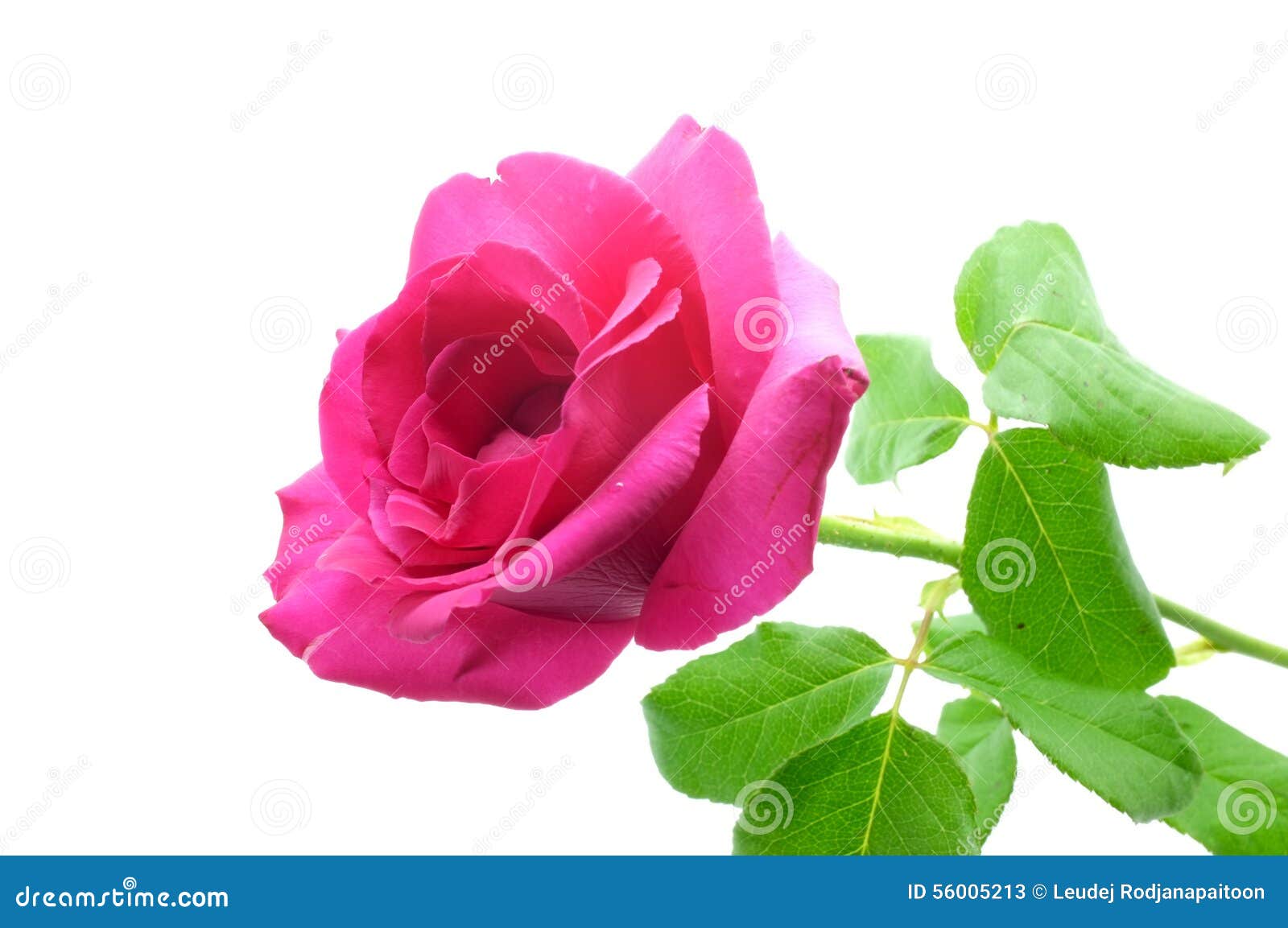 Natural pink rose stock image. Image of flora, greeting - 56005213