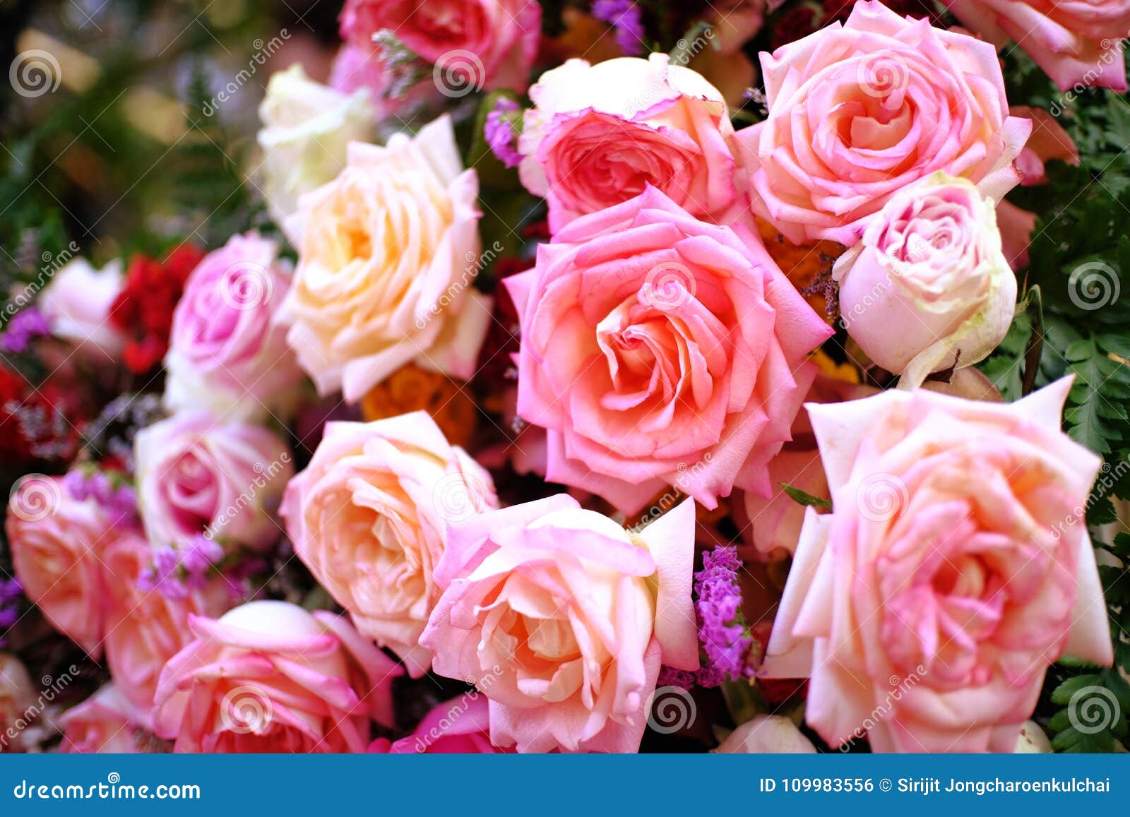 Natural pink roses. stock photo. Image of green, card - 109983556