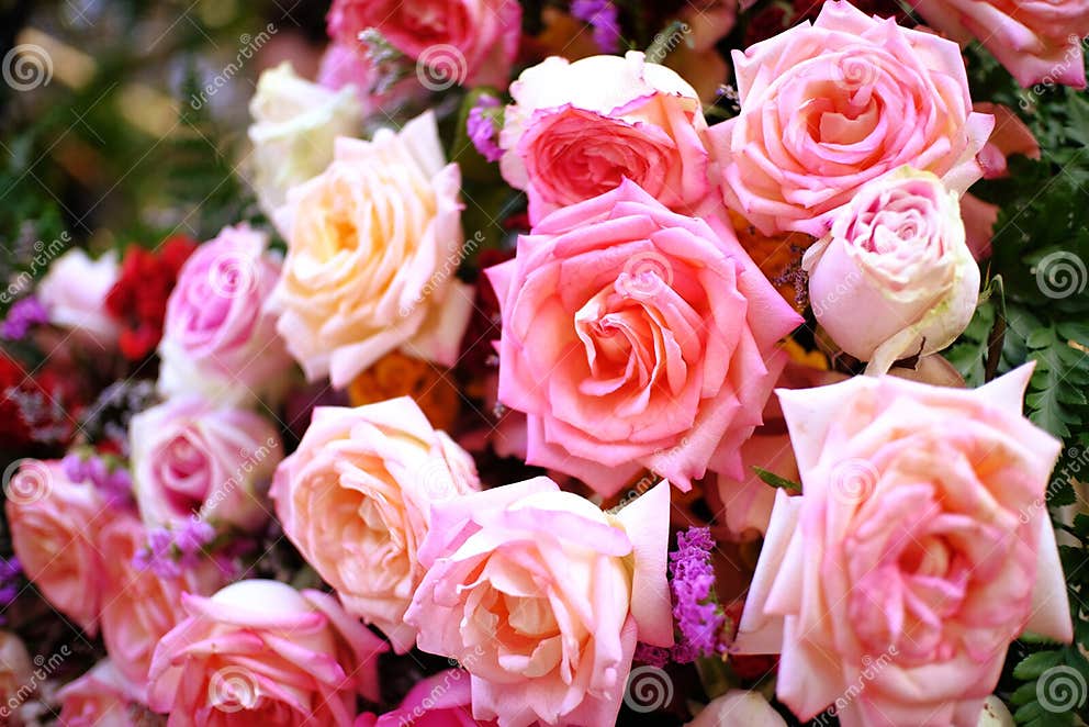Natural pink roses. stock photo. Image of green, card - 109983556