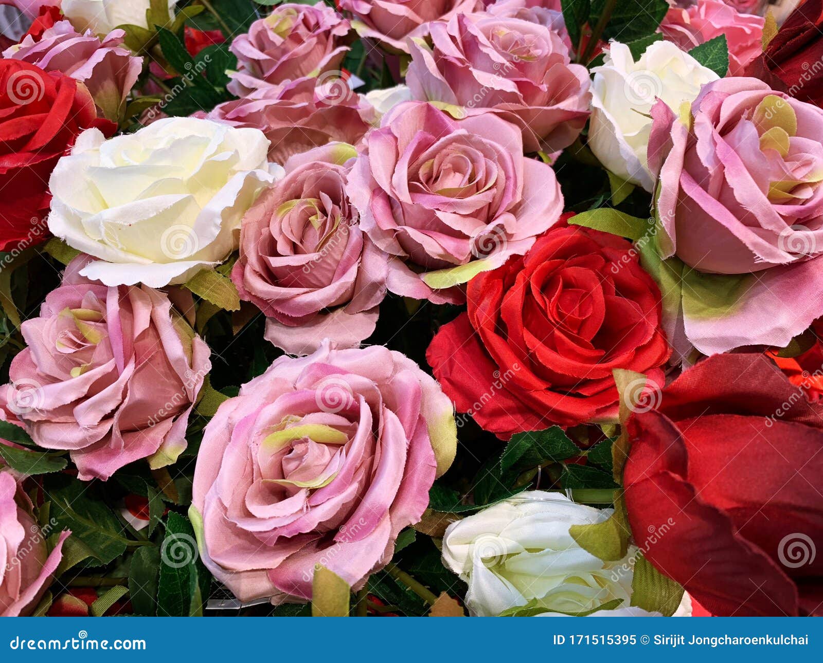 Natural pink roses stock image. Image of fresh, celebration - 171515395