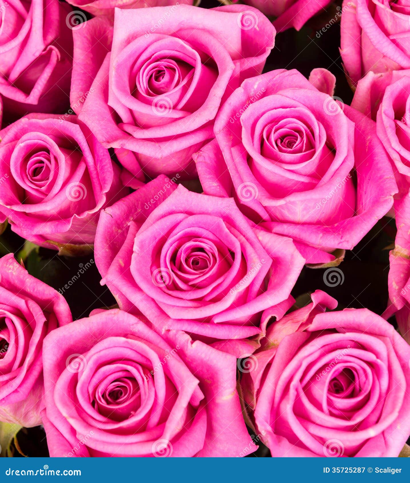 Natural pink roses stock image. Image of multicolored - 35725287