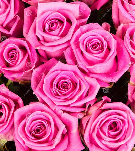 Natural pink roses stock image. Image of multicolored - 35725287