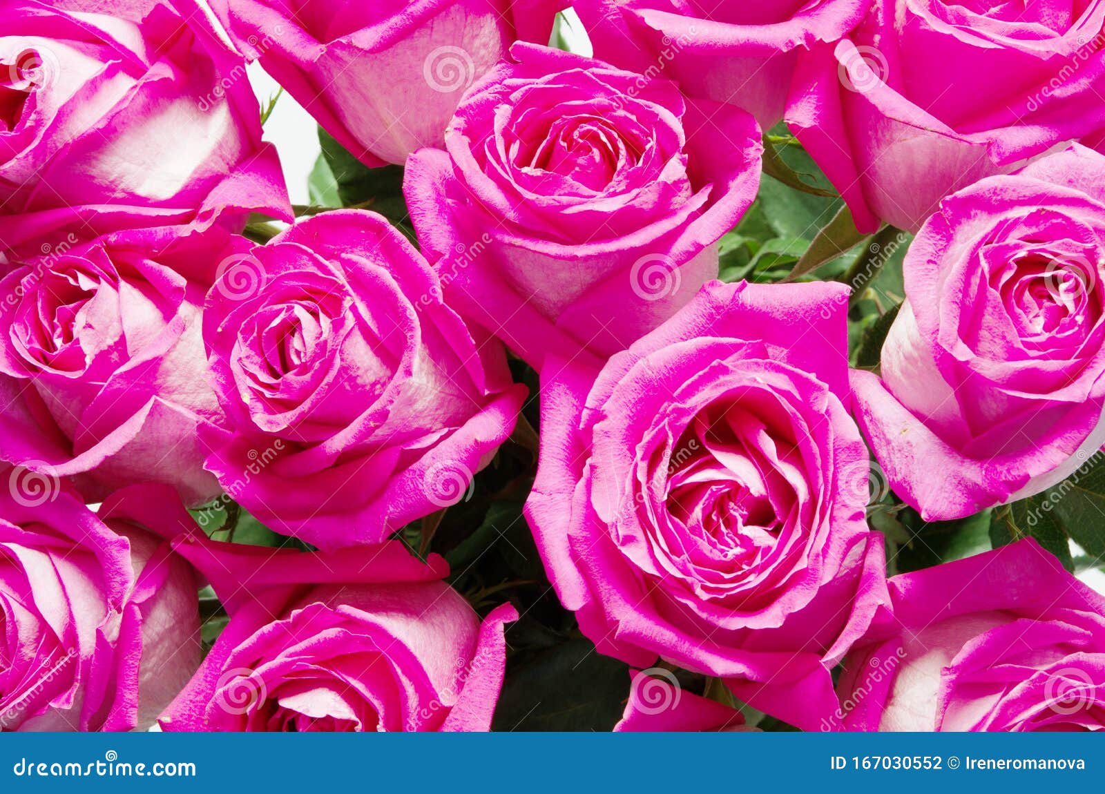 Natural Pink Roses Background. Stock Photo - Image of holiday, greeting ...
