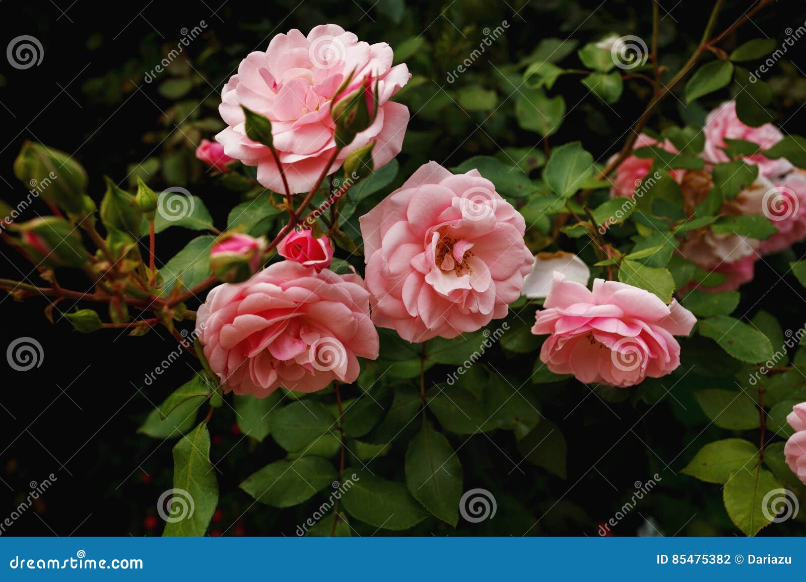 Natural pink roses on bush stock photo. Image of closeup - 85475382