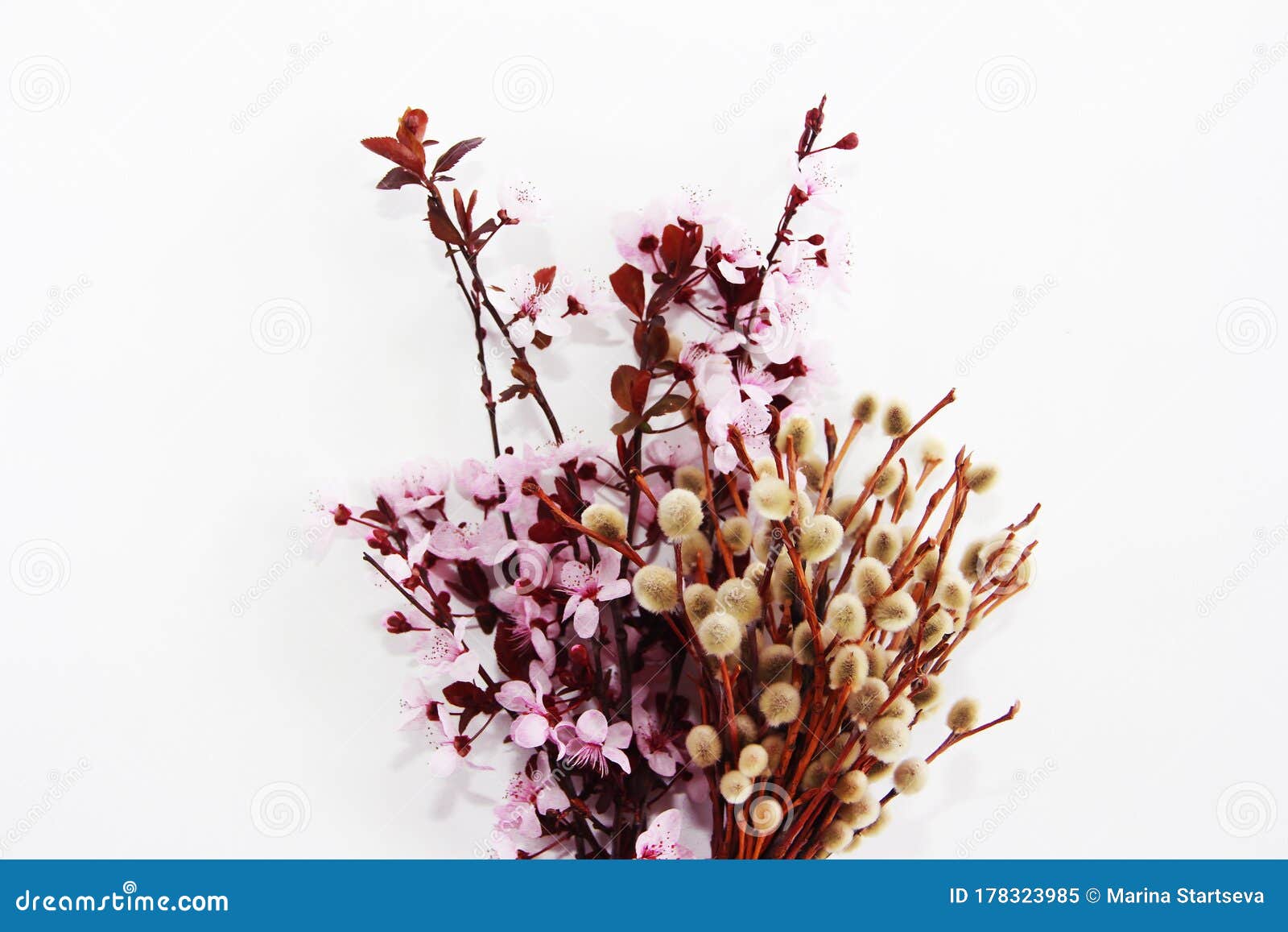 Natural Pink Sakura Flowers and Willow Branches Stock Image - Image of ...