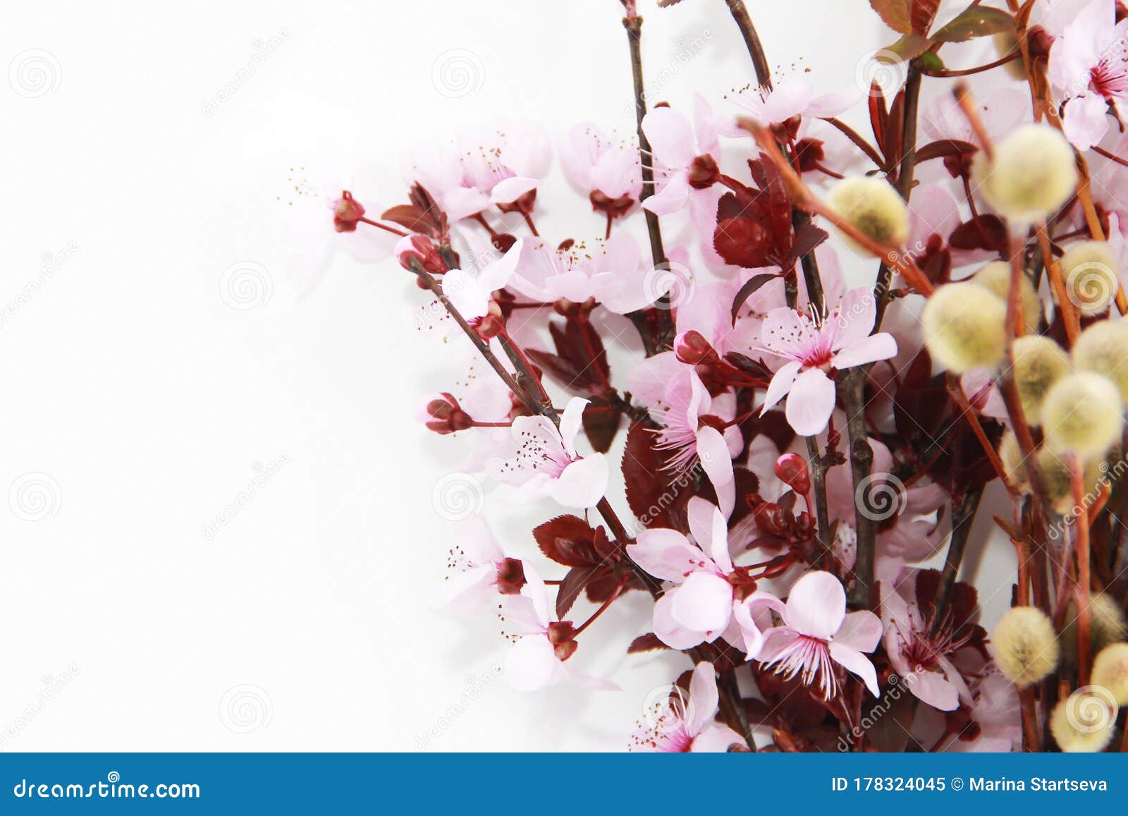 Natural Pink Sakura Flowers and Willow Branches Stock Image - Image of ...