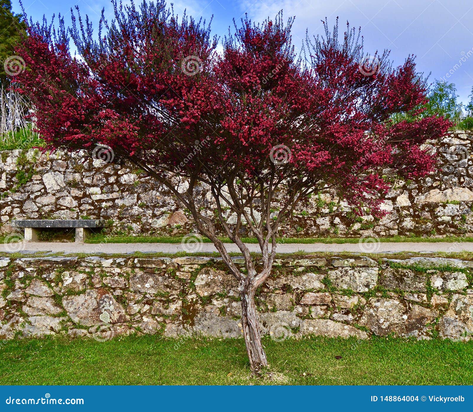 Natural Beauty of a Pink Tree Stock Photo - Image of celtic, colored ...
