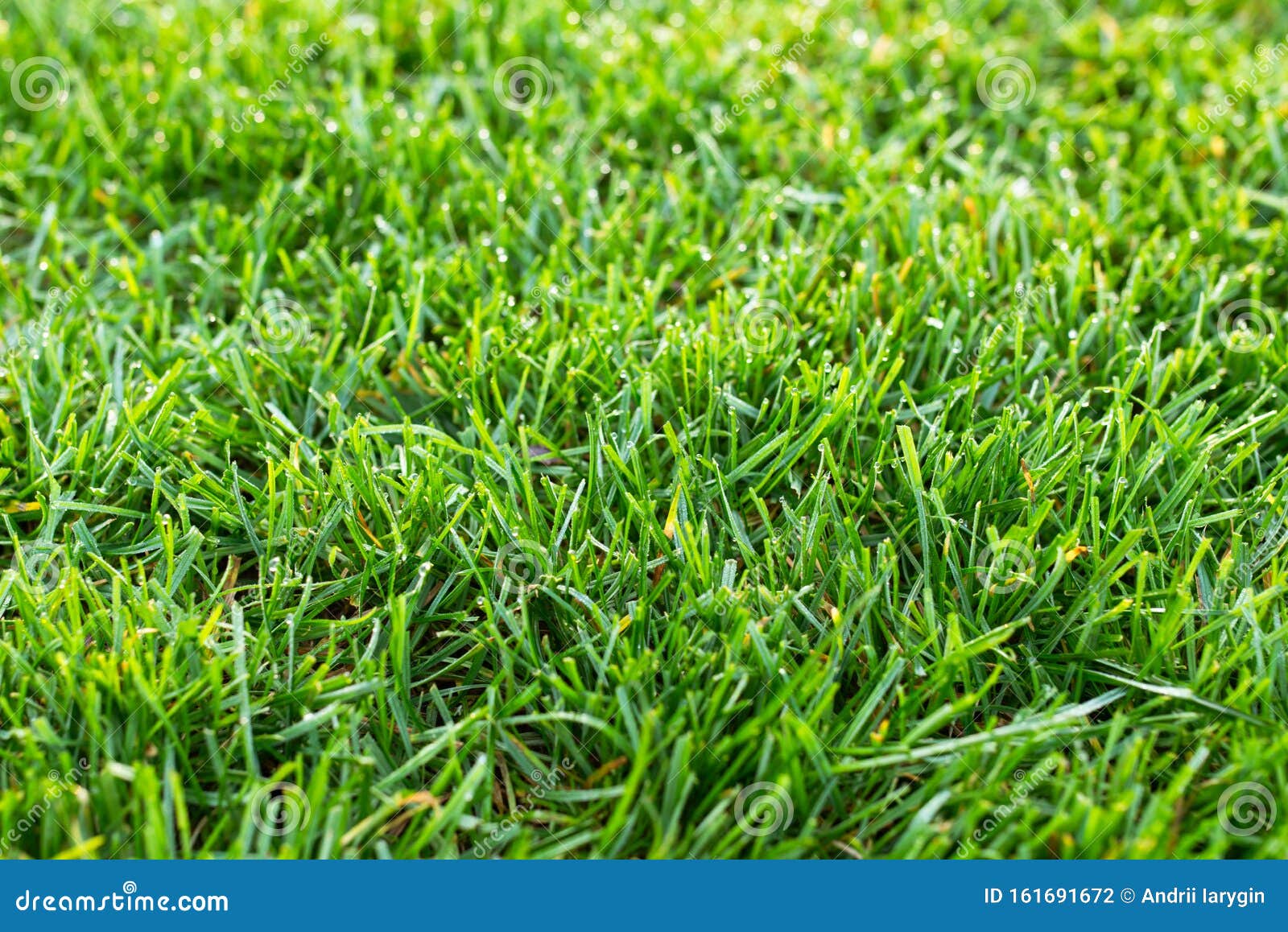 Natural plain lawn stock photo. Image of suburban, landscape - 161691672