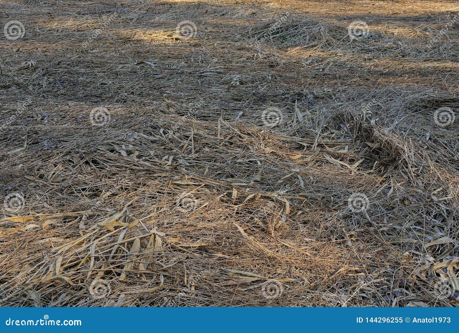 Natural Plant Texture from Dry Gray Grass in a Field Stock Image ...