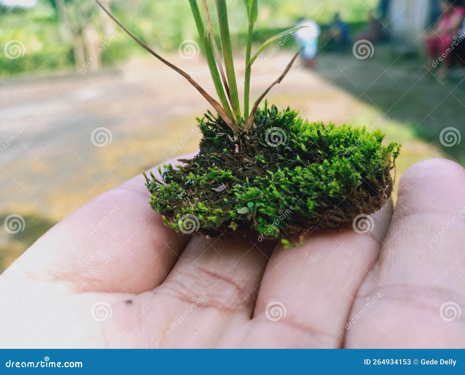 Natural plant jugle stock image. Image of garden, grass - 264934153