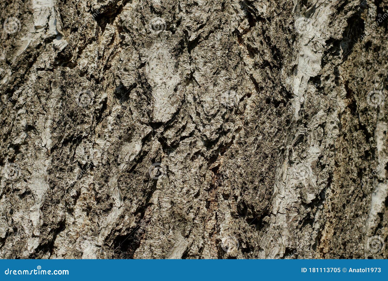 Natural Plant Texture of Dry Tree Bark Stock Image - Image of material ...