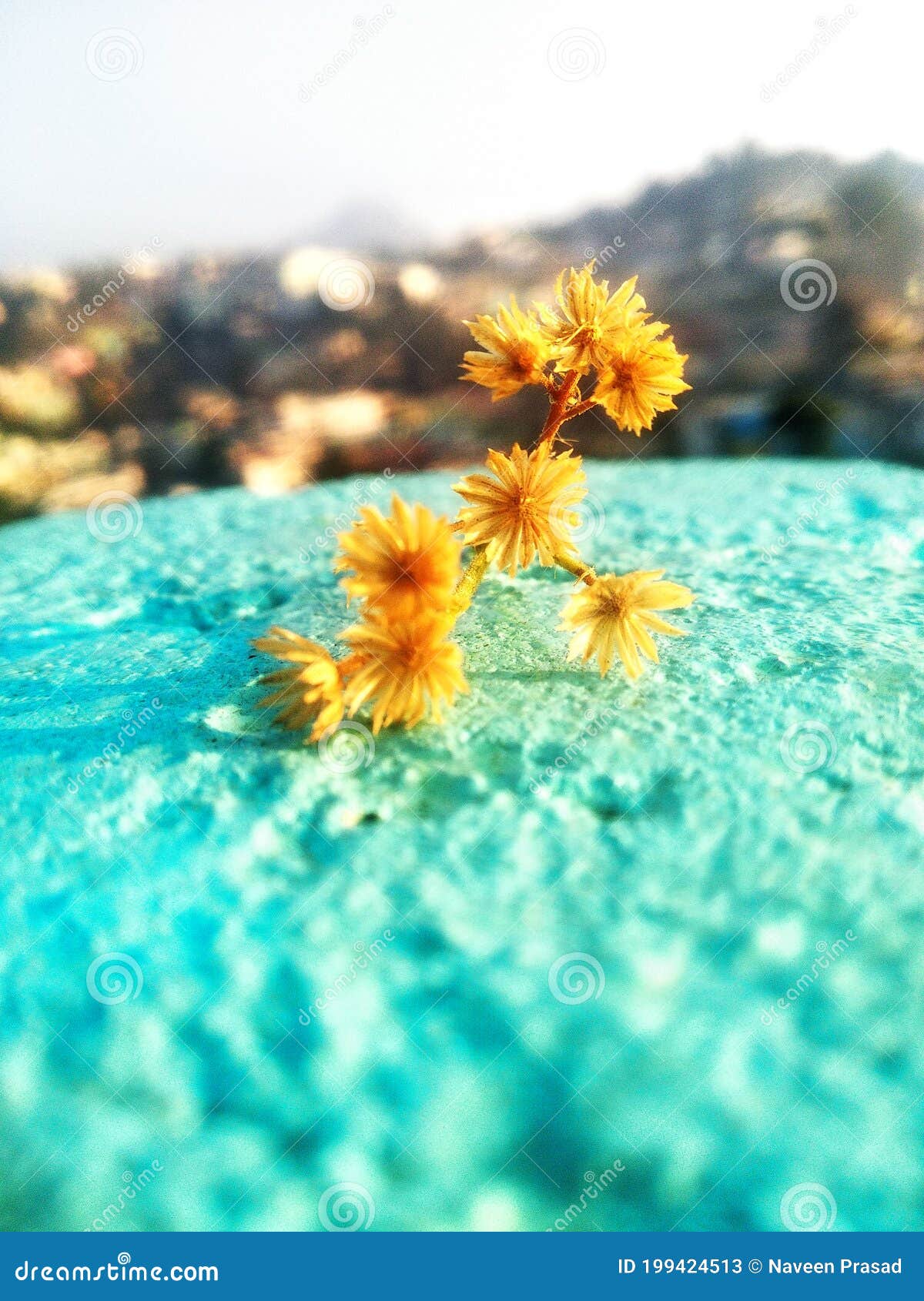Natural planting . stock image. Image of tree, blue - 199424513
