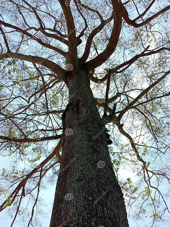 Natural Plants, Tree Branches, Excotic Plants Stock Image - Image of ...