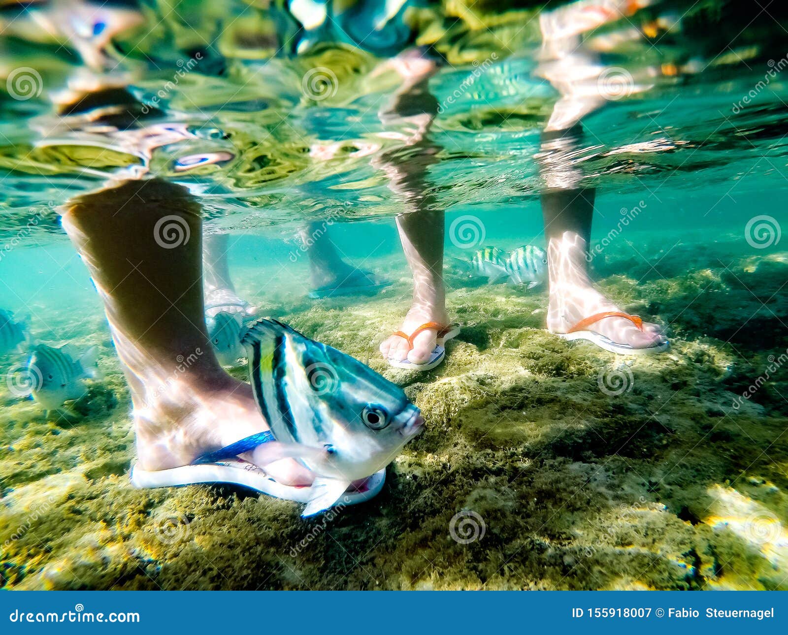 Natural Pools Between Fish In Porto De Galinhas Beach - Pernambuco ...
