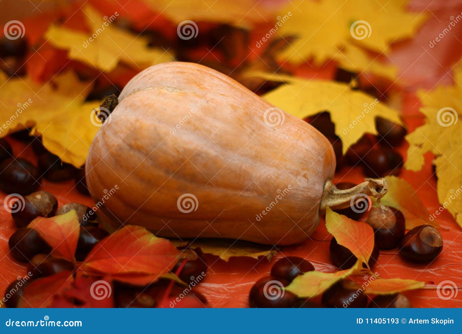 Natural pumpkin stock image. Image of yellow, october - 11405193
